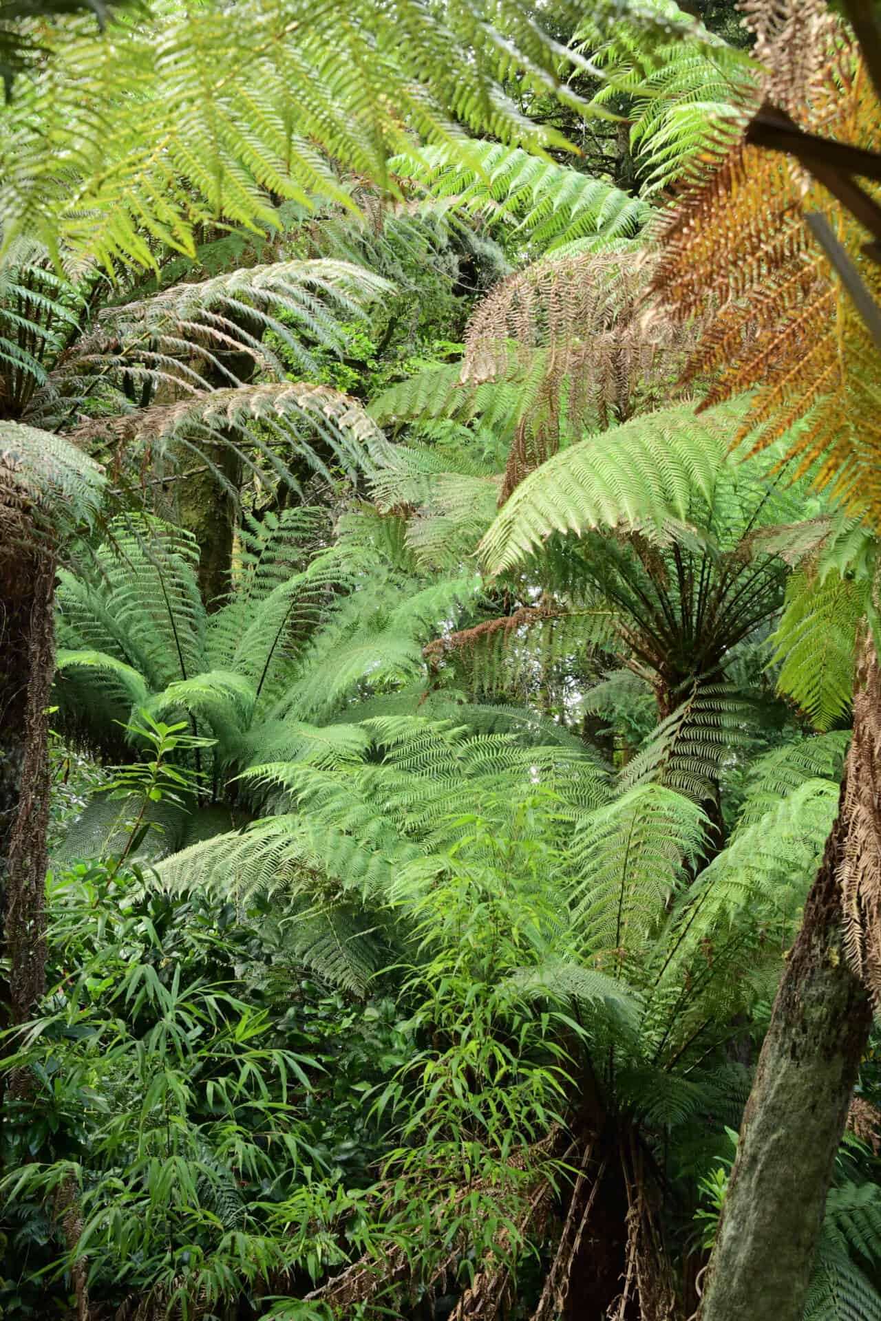 Derreen Gardens bezoeken? | Boek nu bij Garden Tours