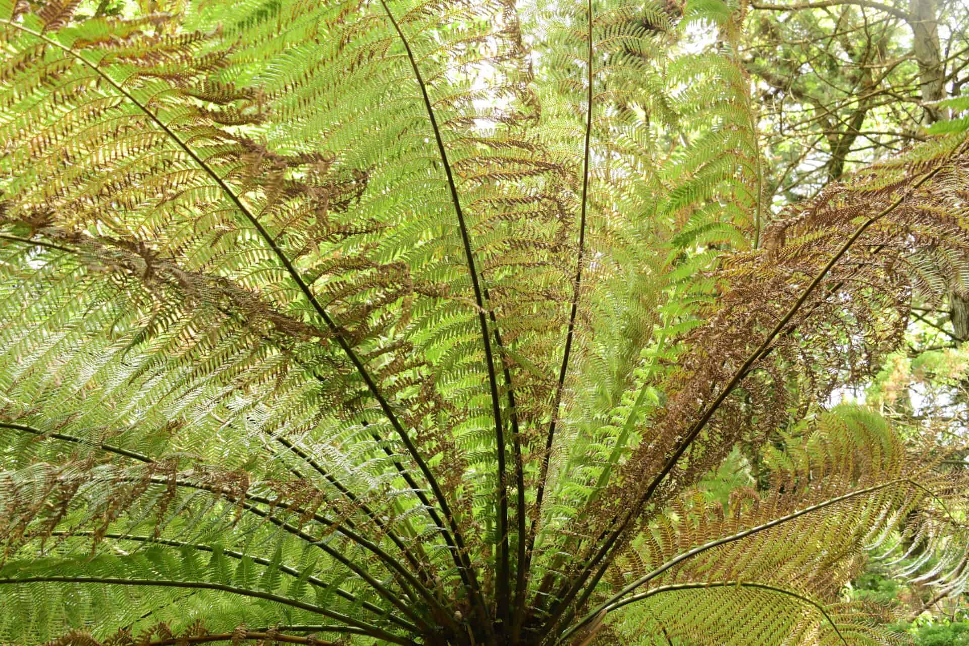 Derreen Gardens bezoeken? | Boek nu bij Garden Tours